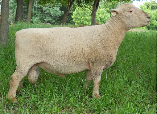 Lazy JV Ranch Babydoll Southdown Sheep Flock