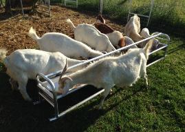 Lazy JV Ranch Small Livestock Supplies Equipment Catalogue