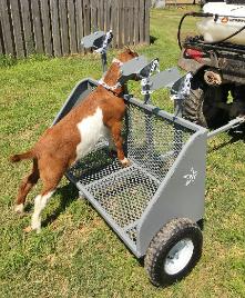 Goat Chariots and Fitting Stands on Wheels