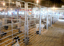 Fair and Show Pens