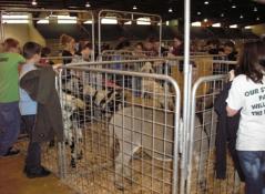 Fair and Show Pens