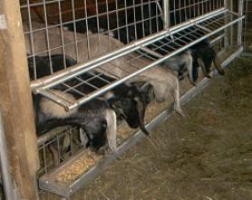 Grain Feeders for Goats and Sheep